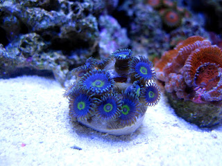 Coral Cove Marine Blog: Steel Blue Zoanthids at Coral Cove